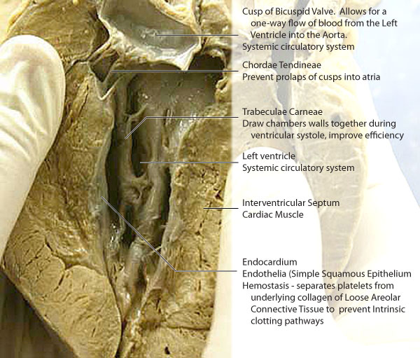 The Heart And Cardiac Cycle